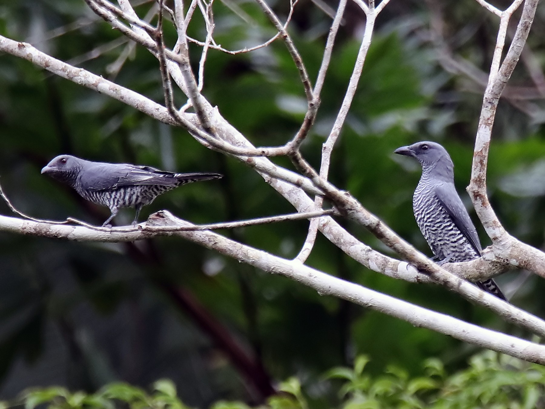 Bar-bellied Cuckooshrike - eBird