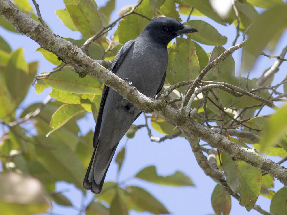 Oruguero de la Sonda - eBird
