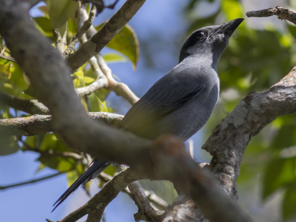 Oruguero de la Sonda - eBird