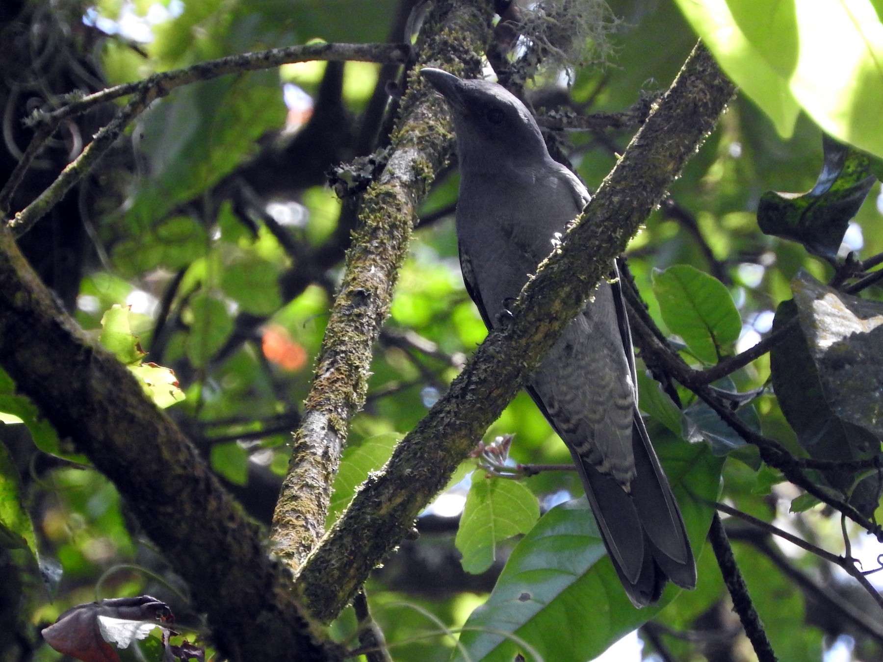 Sunda Cuckoo-shrike - eBird