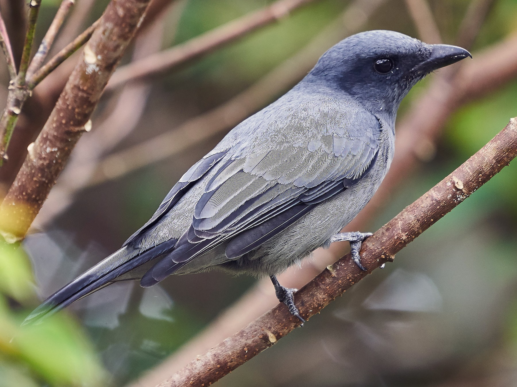Sunda Cuckooshrike - eBird