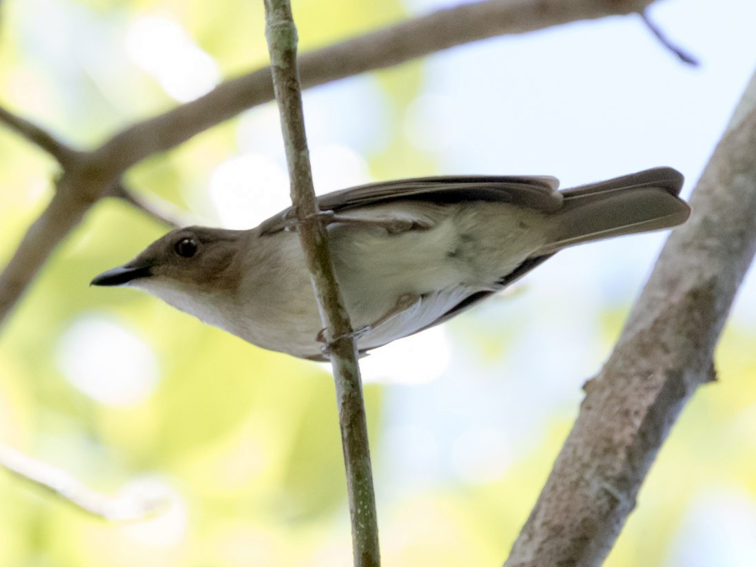 White-vented Whistler - eBird