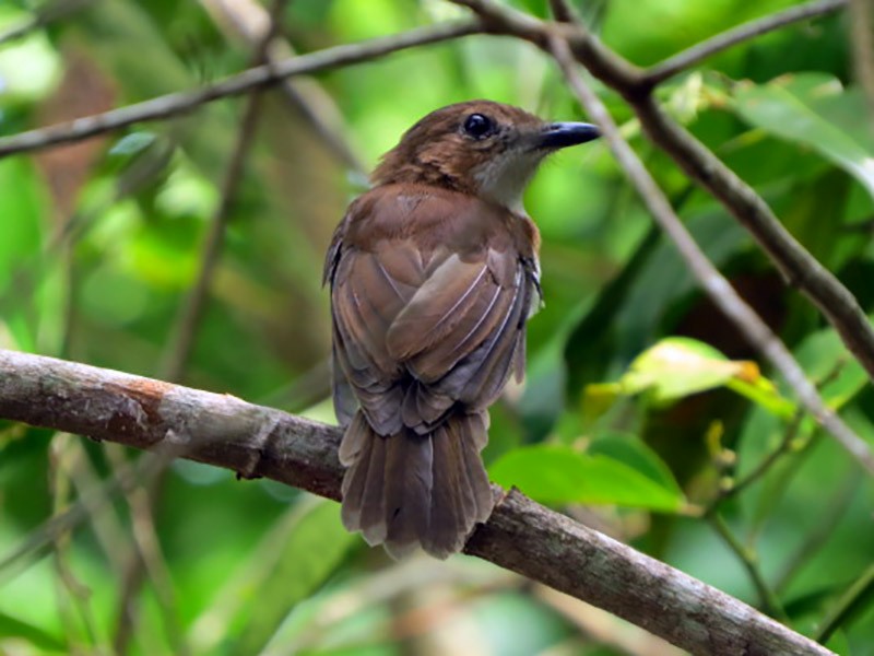 Silbador Culiblanco - eBird