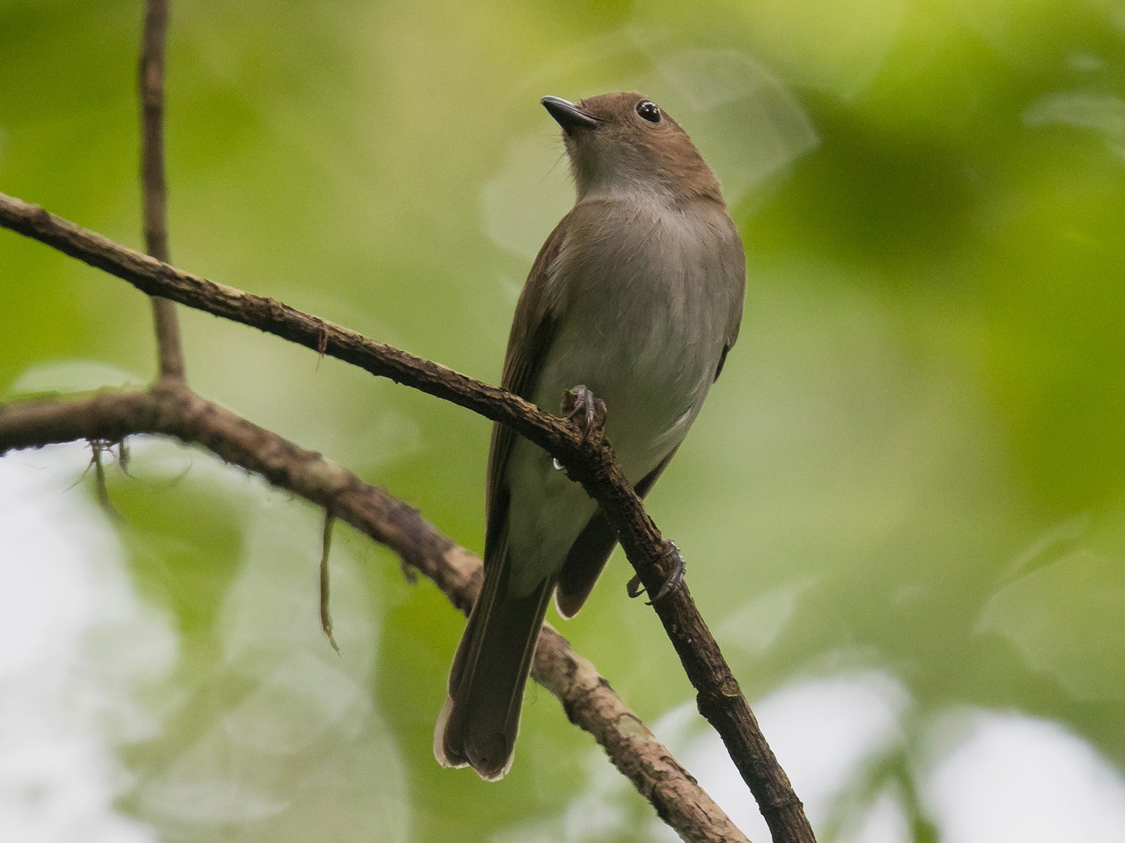Silbador Culiblanco - eBird