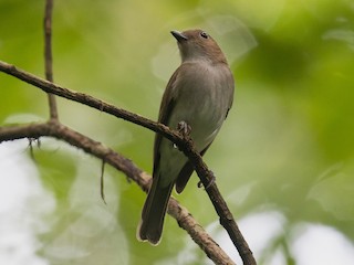 White-vented Whistler - eBird