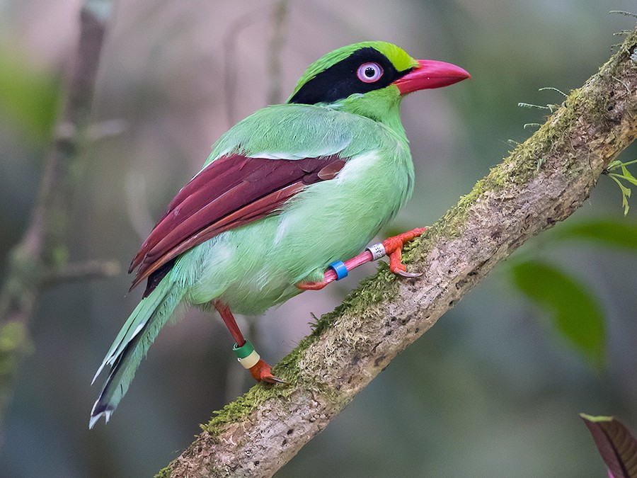 Bornean Green-Magpie - eBird