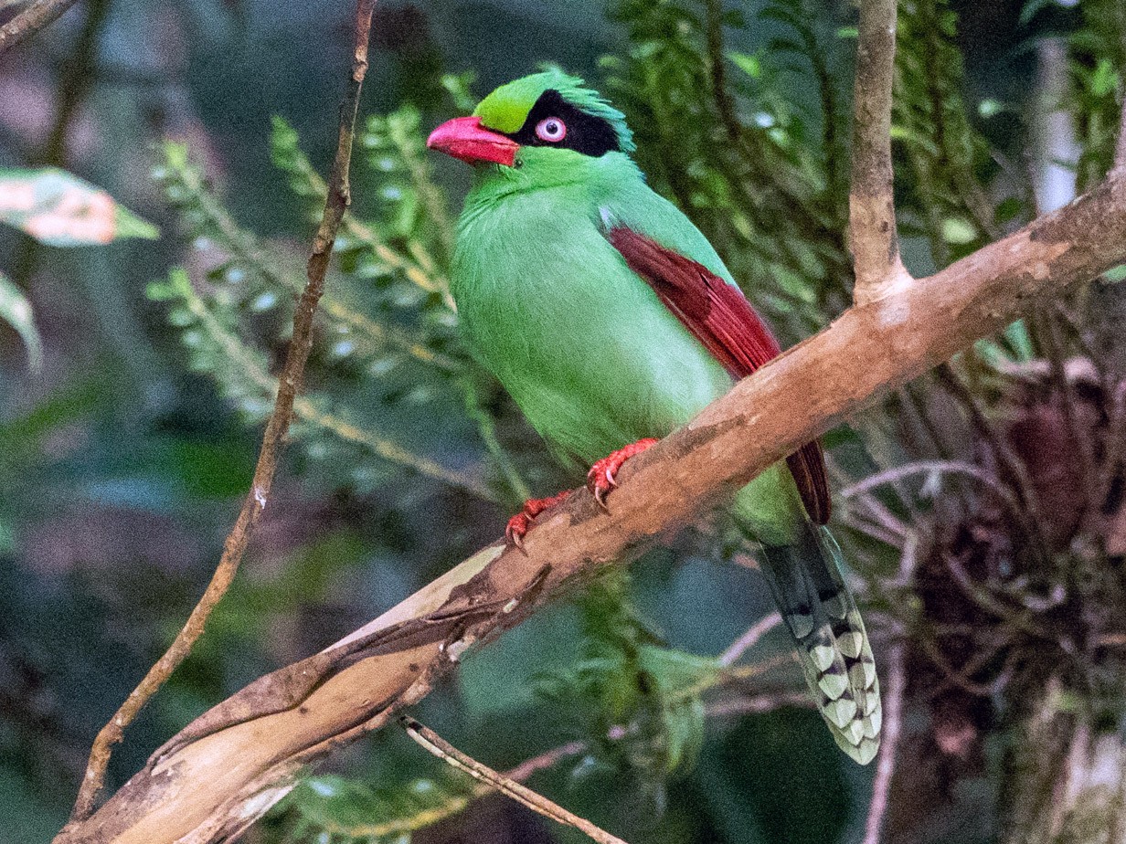 Bornean Green-Magpie - eBird
