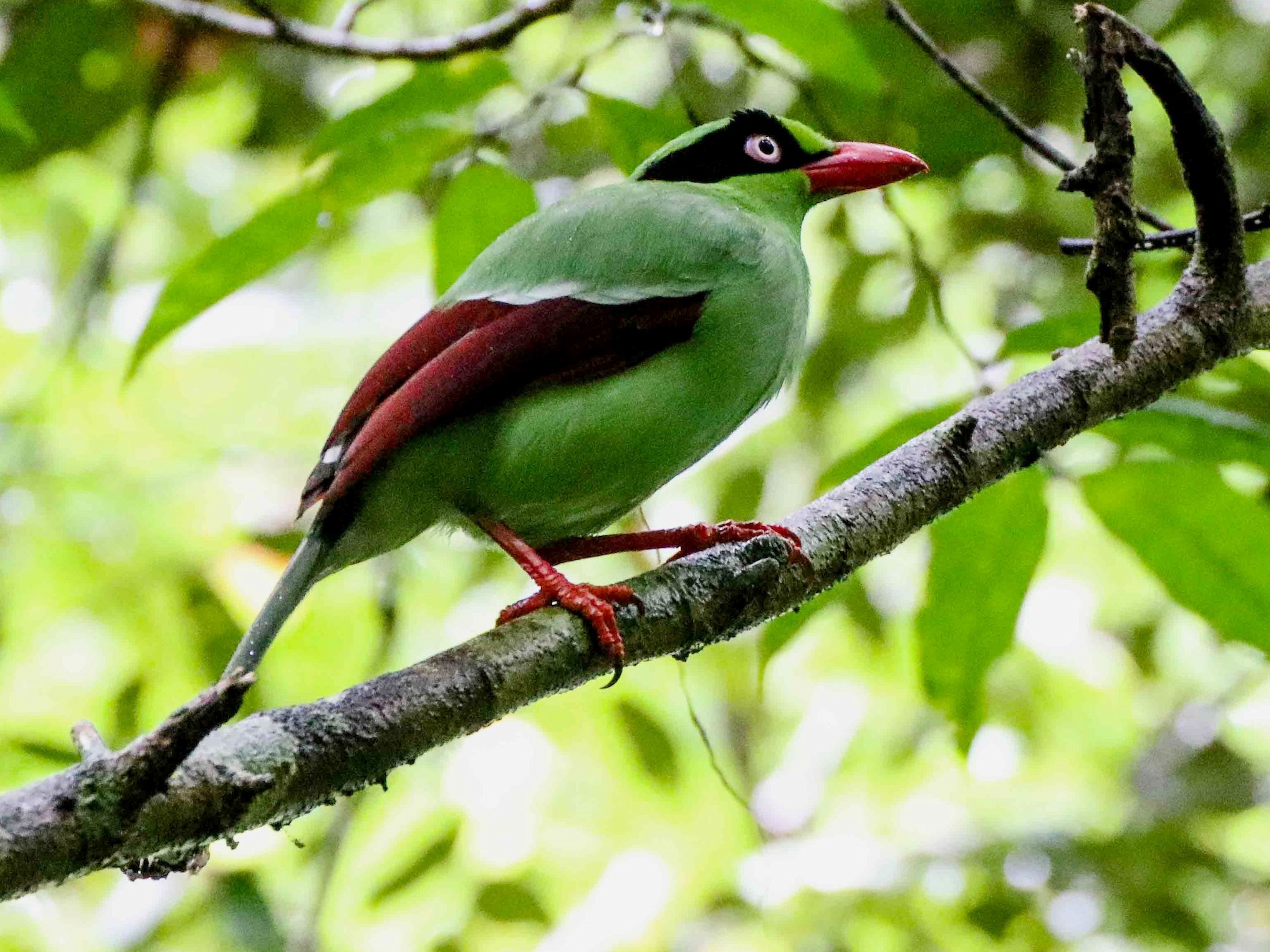Bornean Green-Magpie - eBird