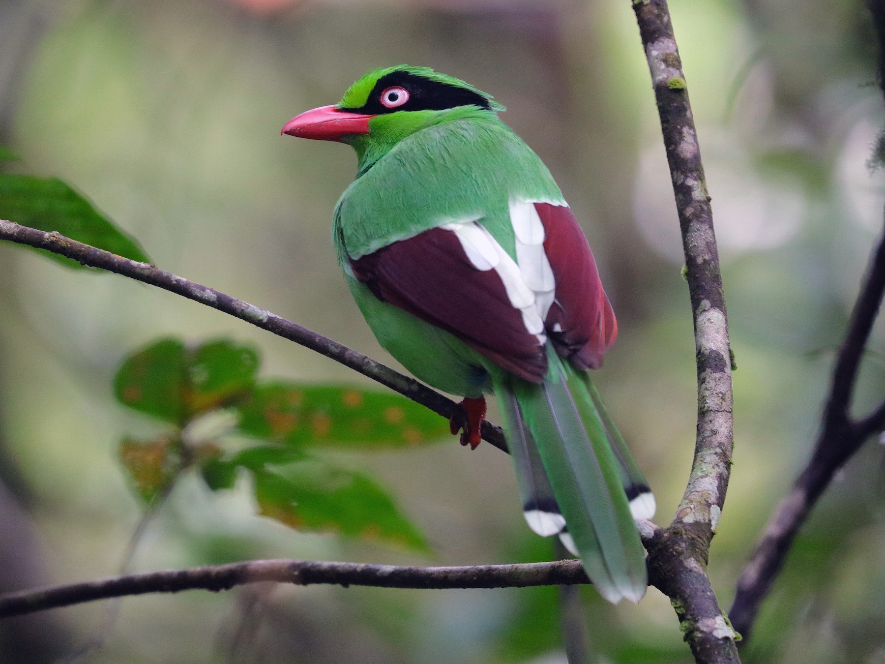 Bornean Green-Magpie - eBird