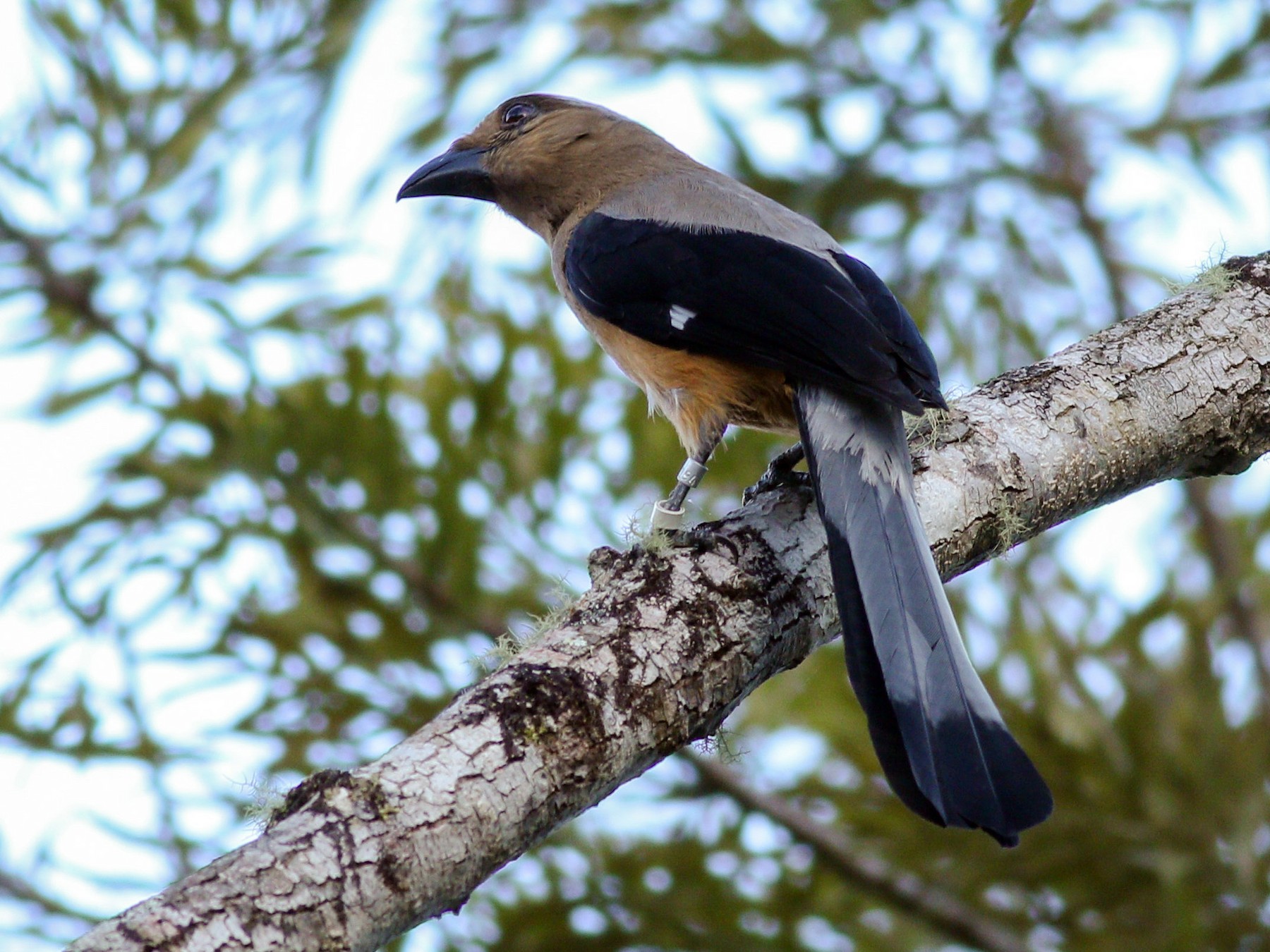 Bornean Treepie - eBird