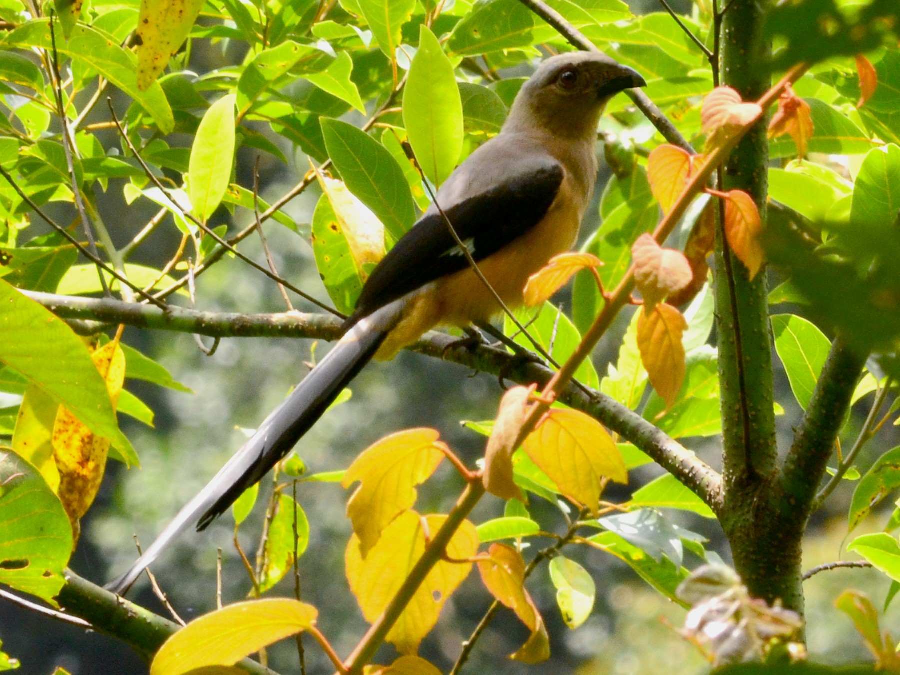 Bornean Treepie - eBird