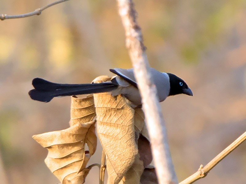 Hooded Treepie - eBird