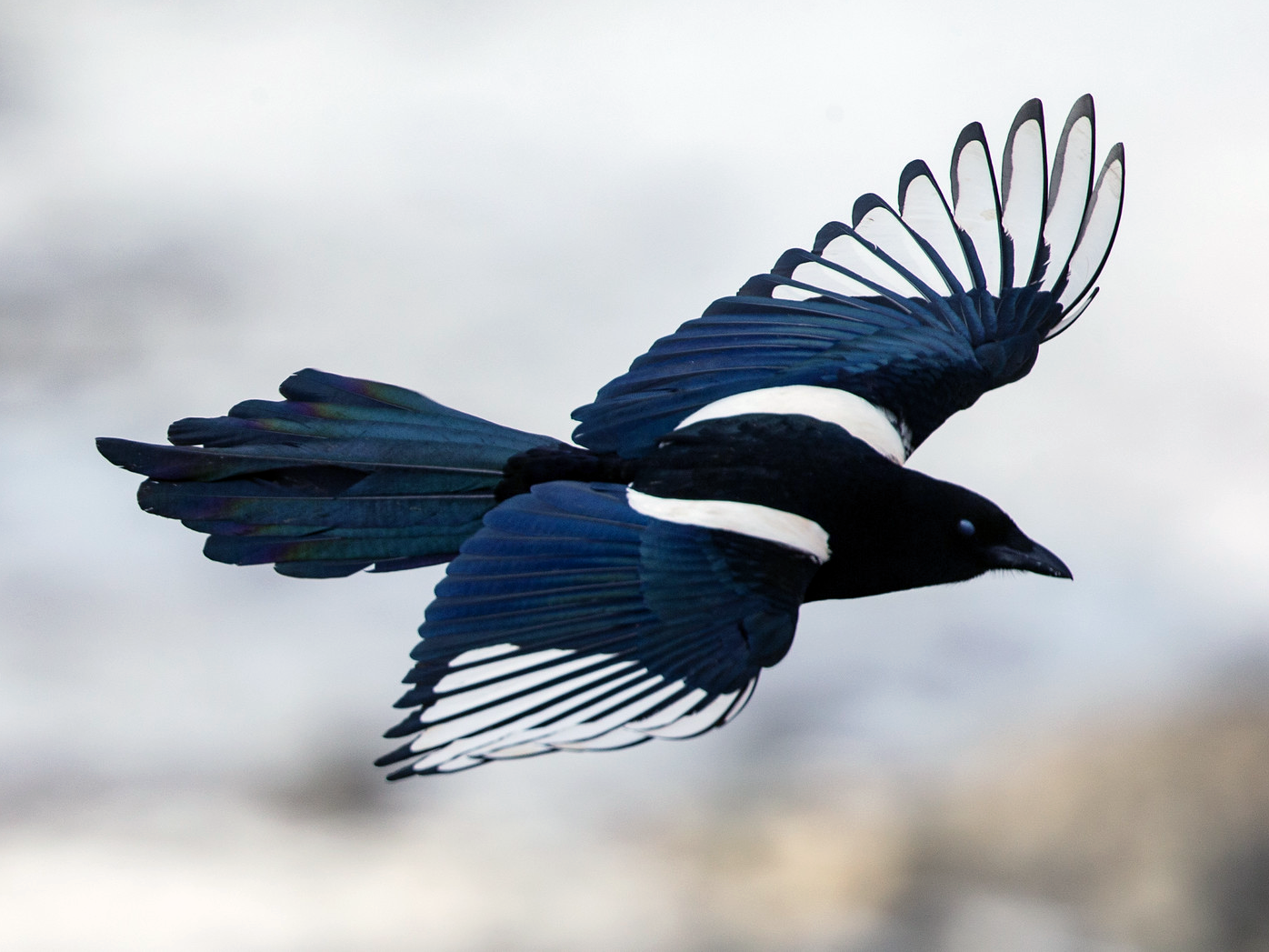 Black Billed Magpie Flying