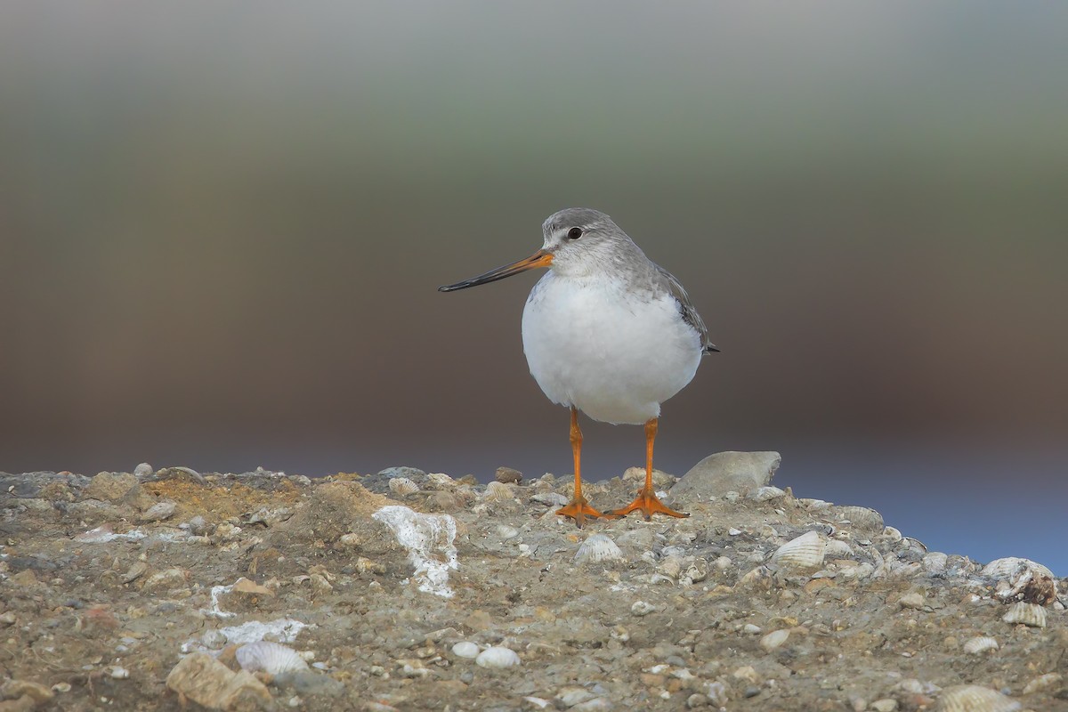 eBird Checklist - 14 Feb 2017 - Saline di Trapani--Sud - 20 species