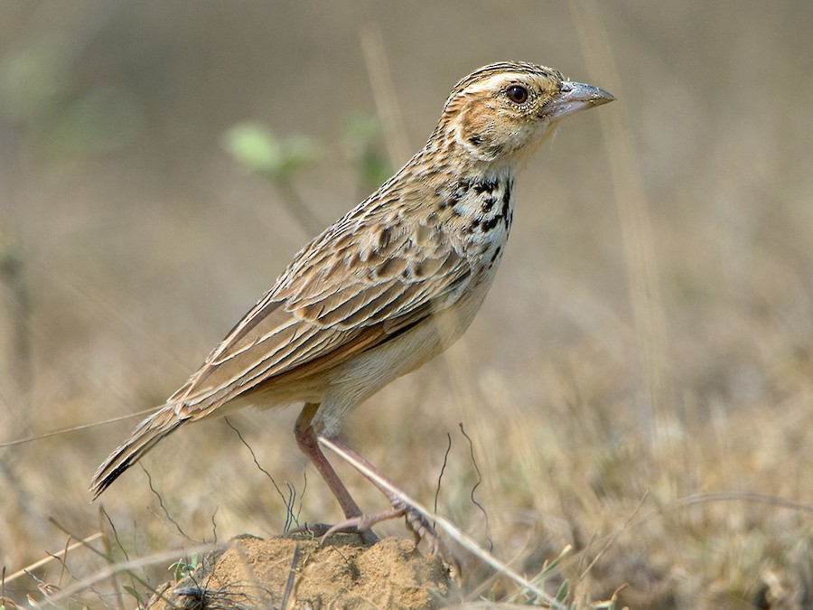 Burmese Bush Lark - eBird