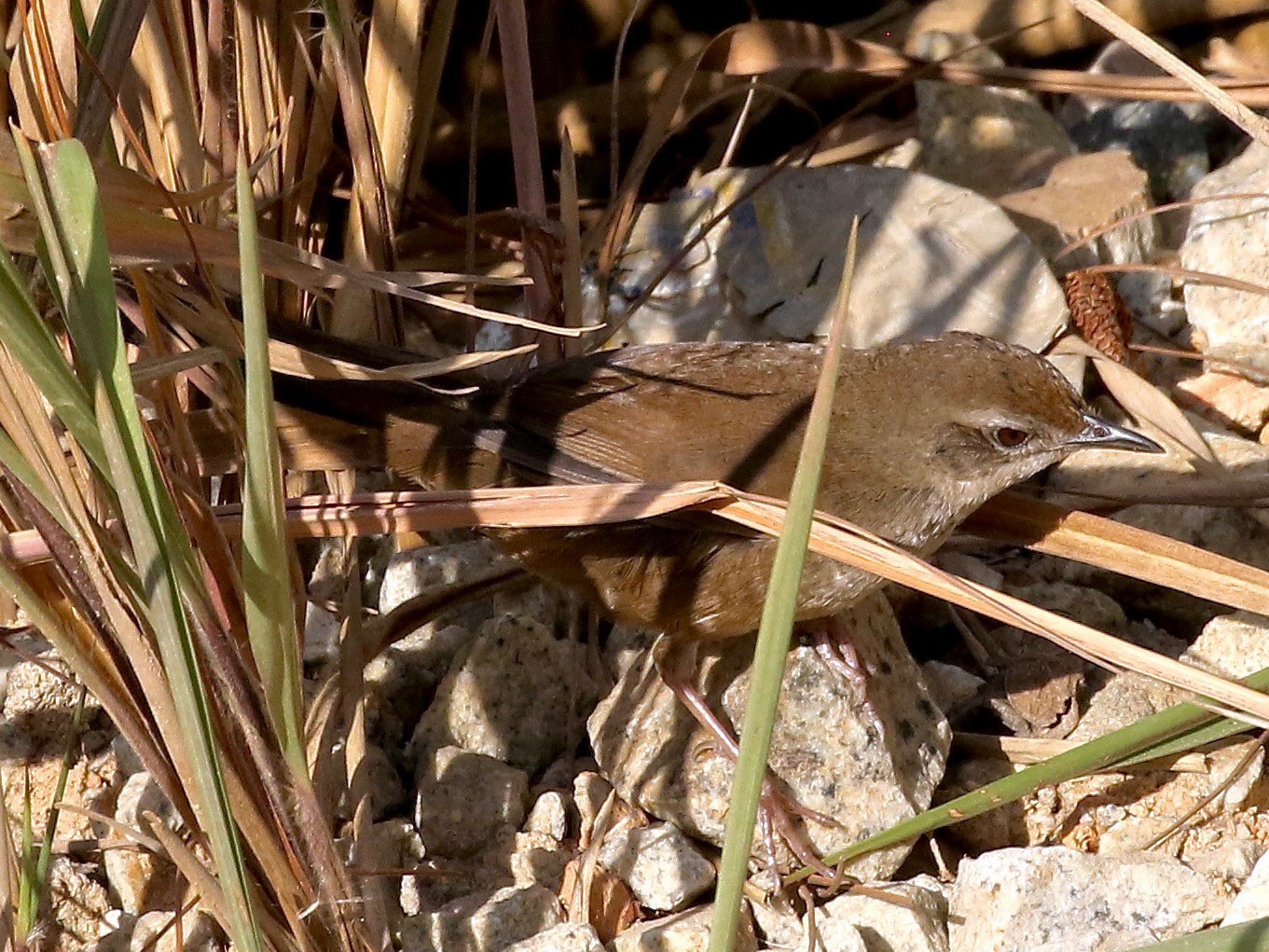 Dalat Bush Warbler - eBird