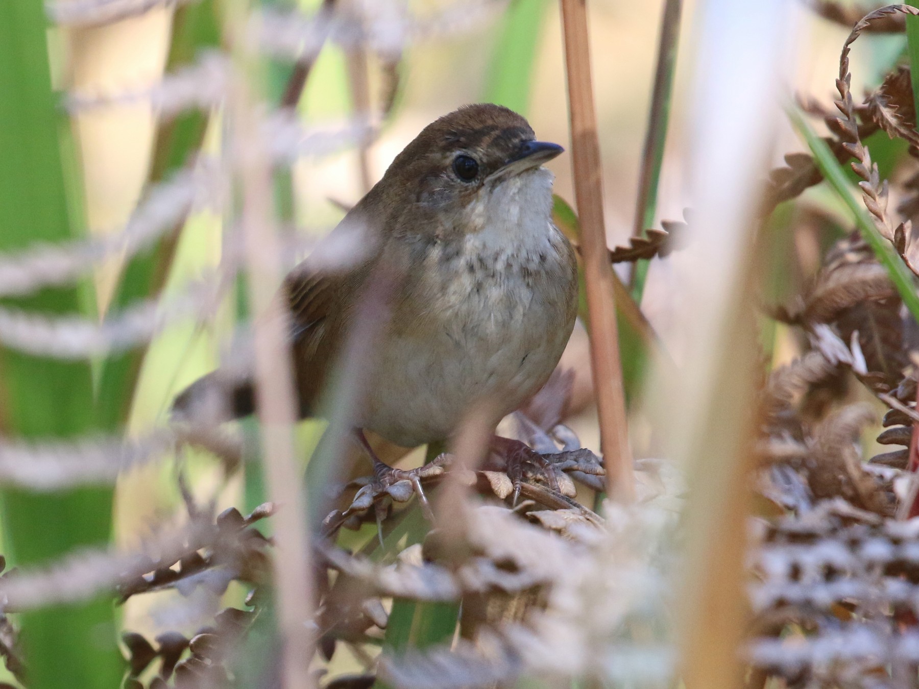 Dalat Bush Warbler - eBird