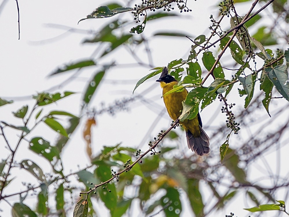 Bornean Bulbul - eBird