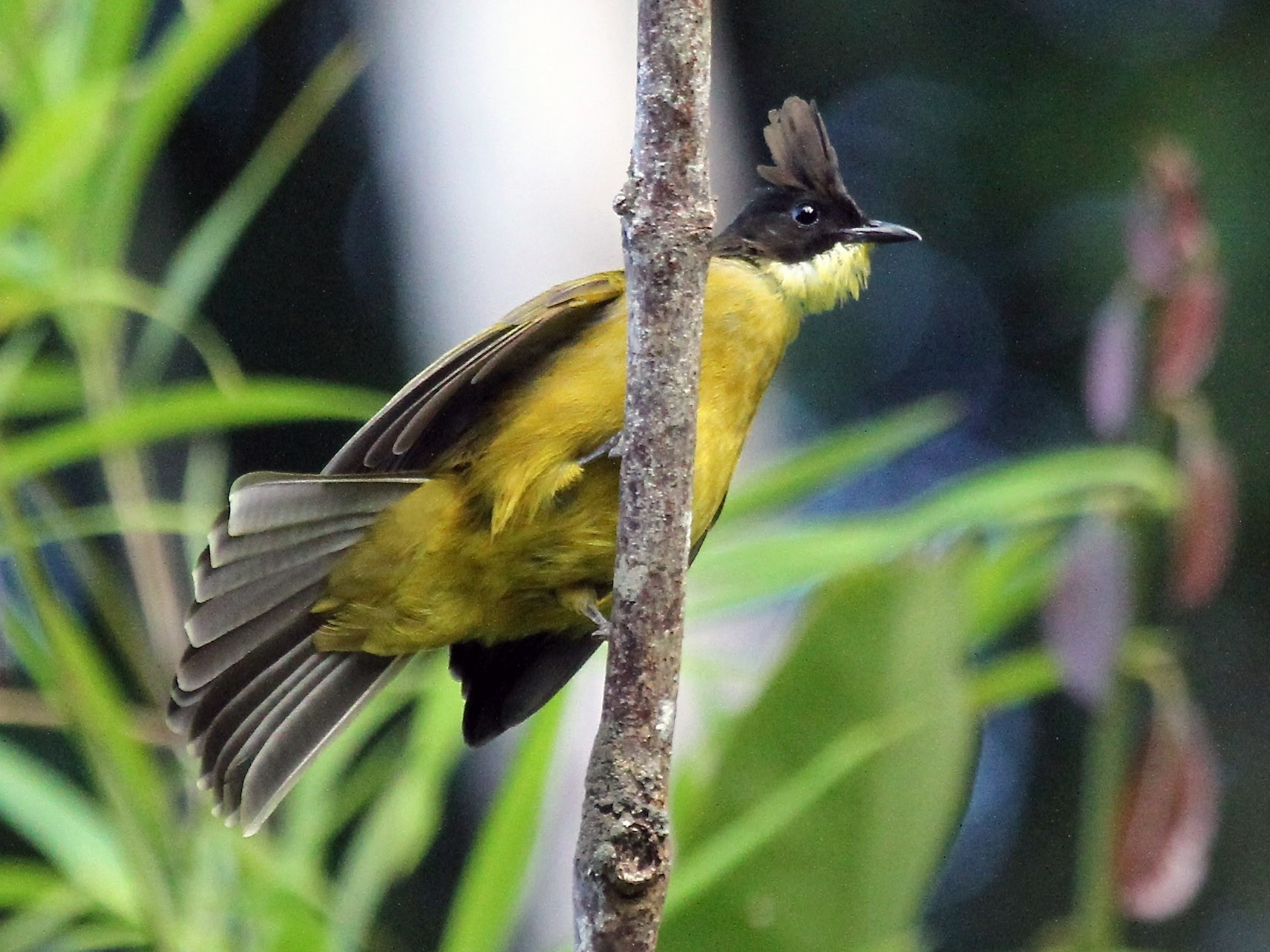 Bornean Bulbul - eBird