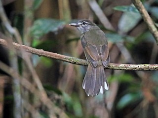 Hook-billed Bulbul - eBird