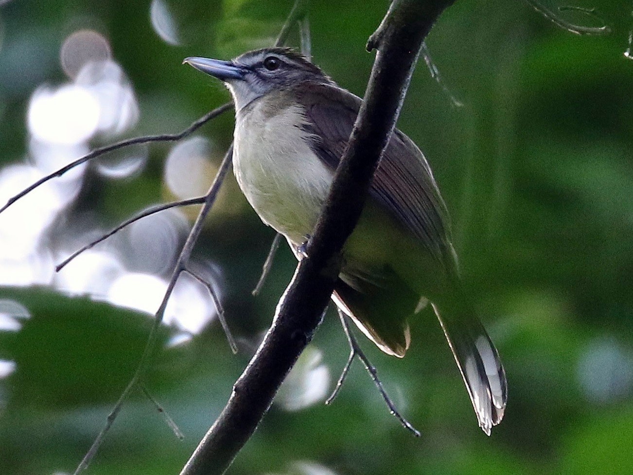 Hook-billed Bulbul - eBird