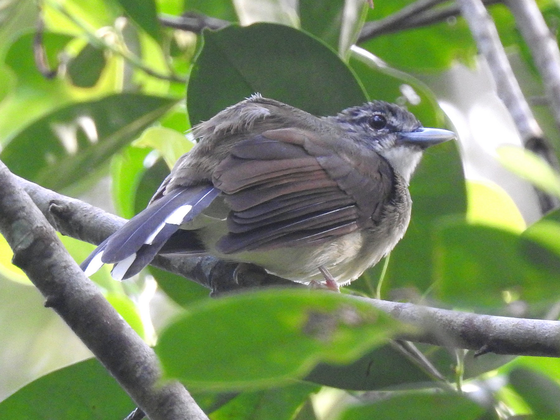 Empuloh paruh-kait - eBird