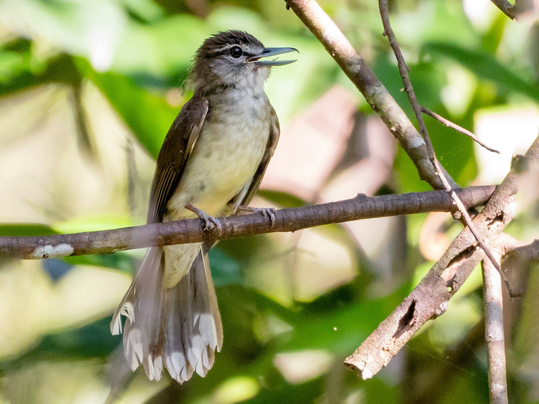 Hook-billed Bulbul - eBird