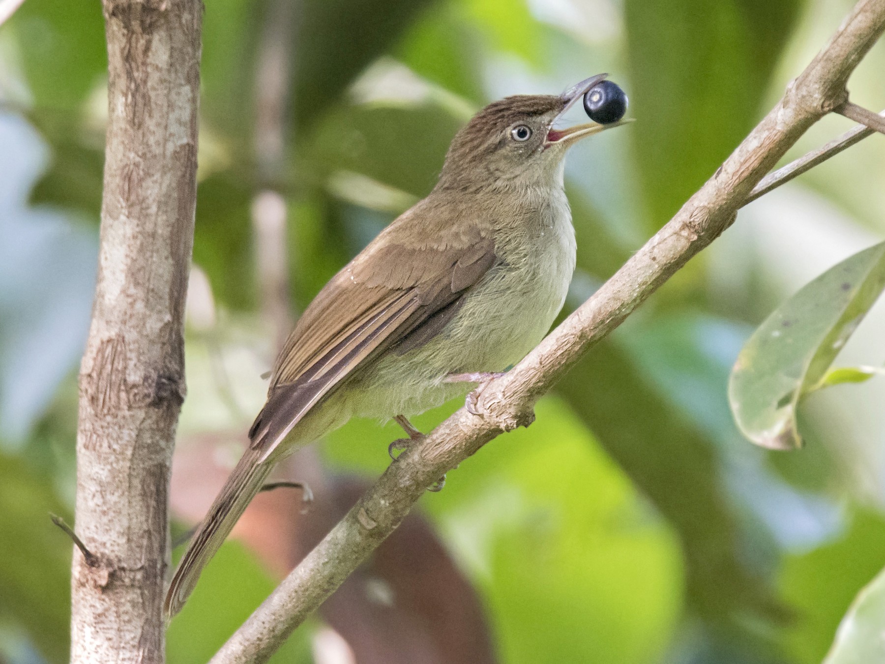 Charlotte's Bulbul - eBird