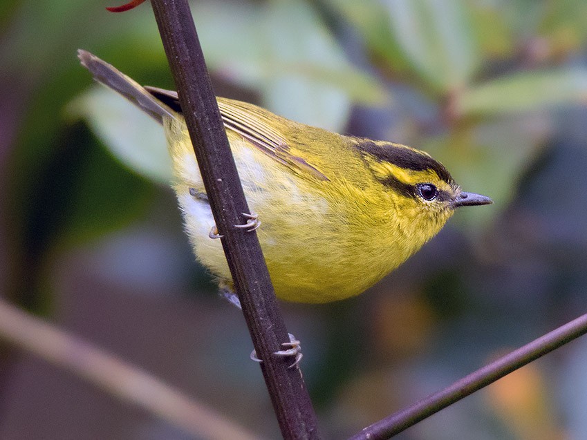 Mountain Leaf Warbler - eBird