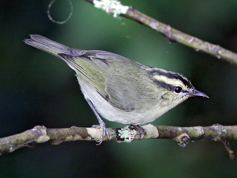 Mountain Leaf Warbler - eBird