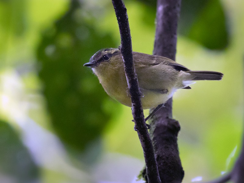 Mountain Leaf Warbler - eBird