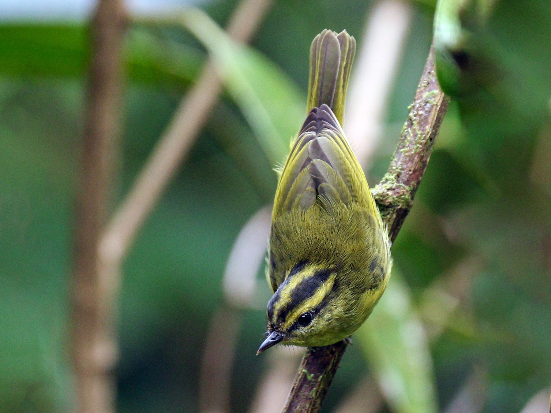 Mountain Leaf Warbler - eBird