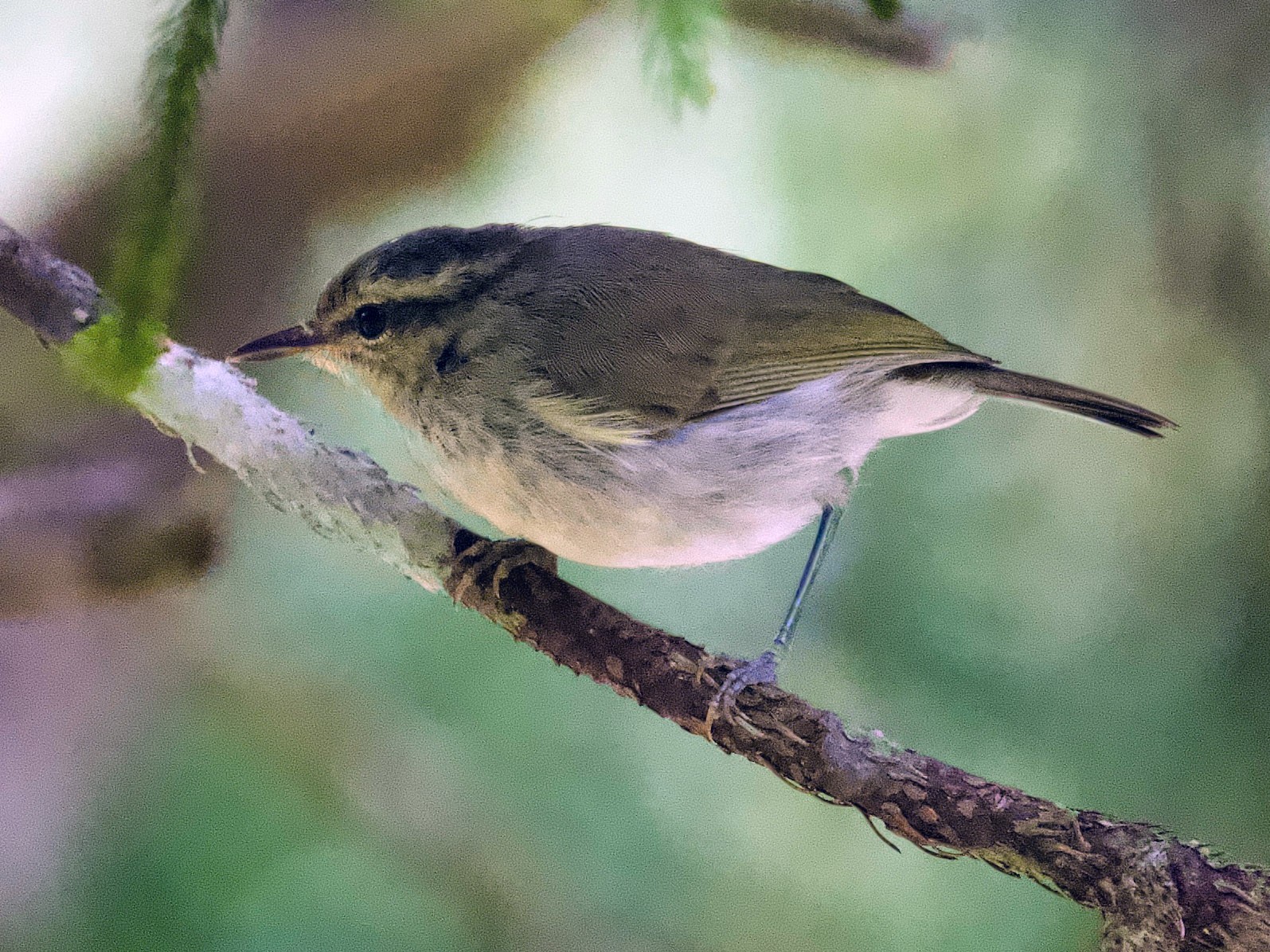 Mountain Leaf Warbler - eBird