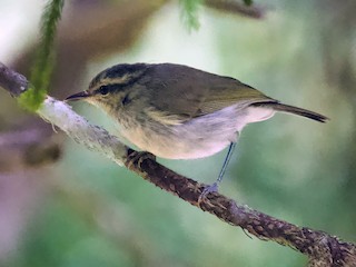 Mountain Leaf Warbler - eBird