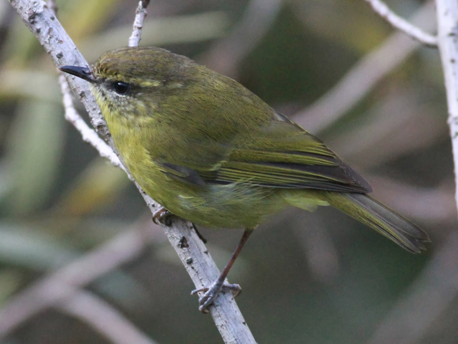 Mosquitero Tribandeado (grupo nigrorum) - eBird