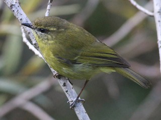 Negros Leaf Warbler - eBird