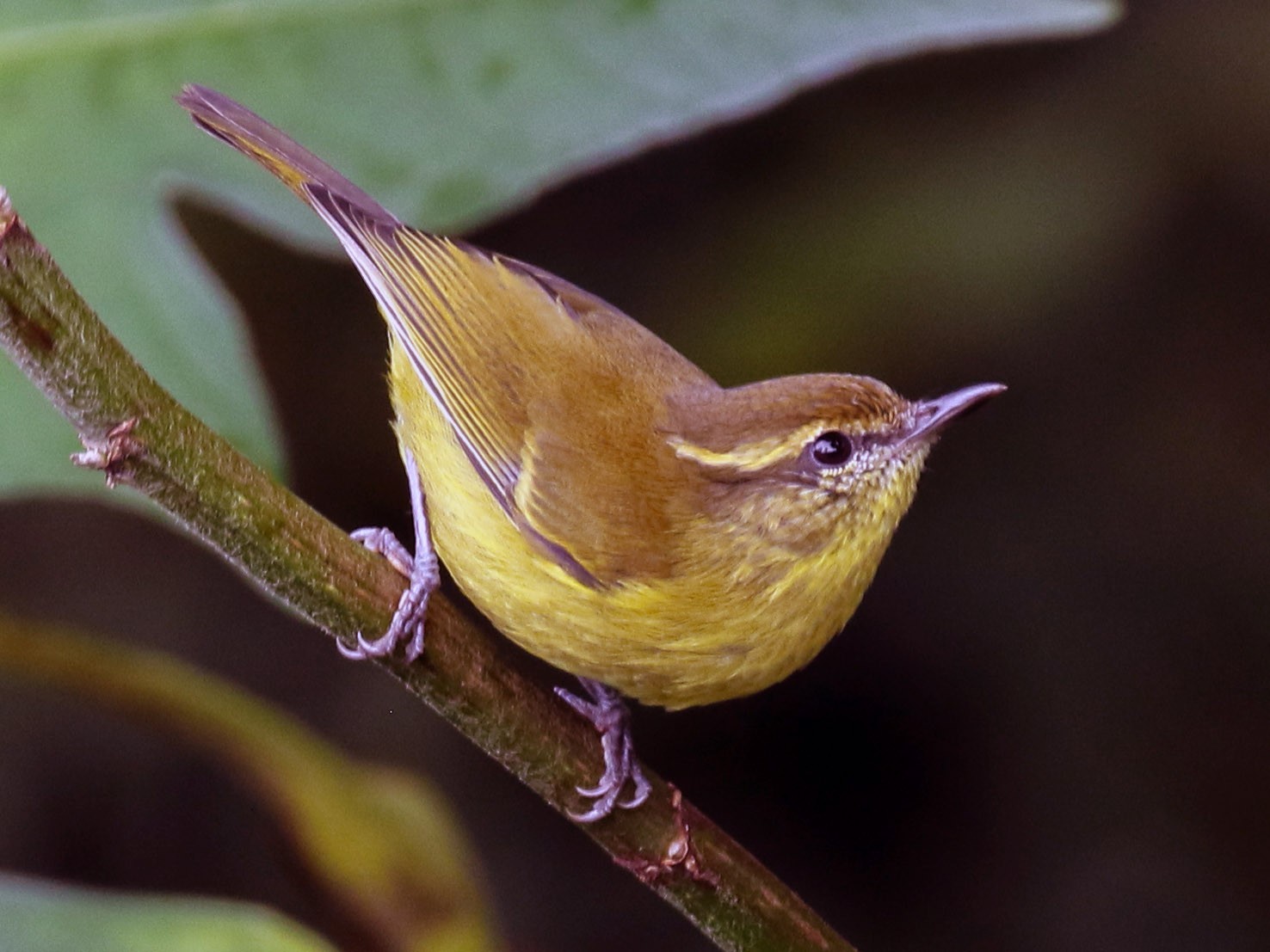 Mountain Leaf Warbler (Philippines) - eBird