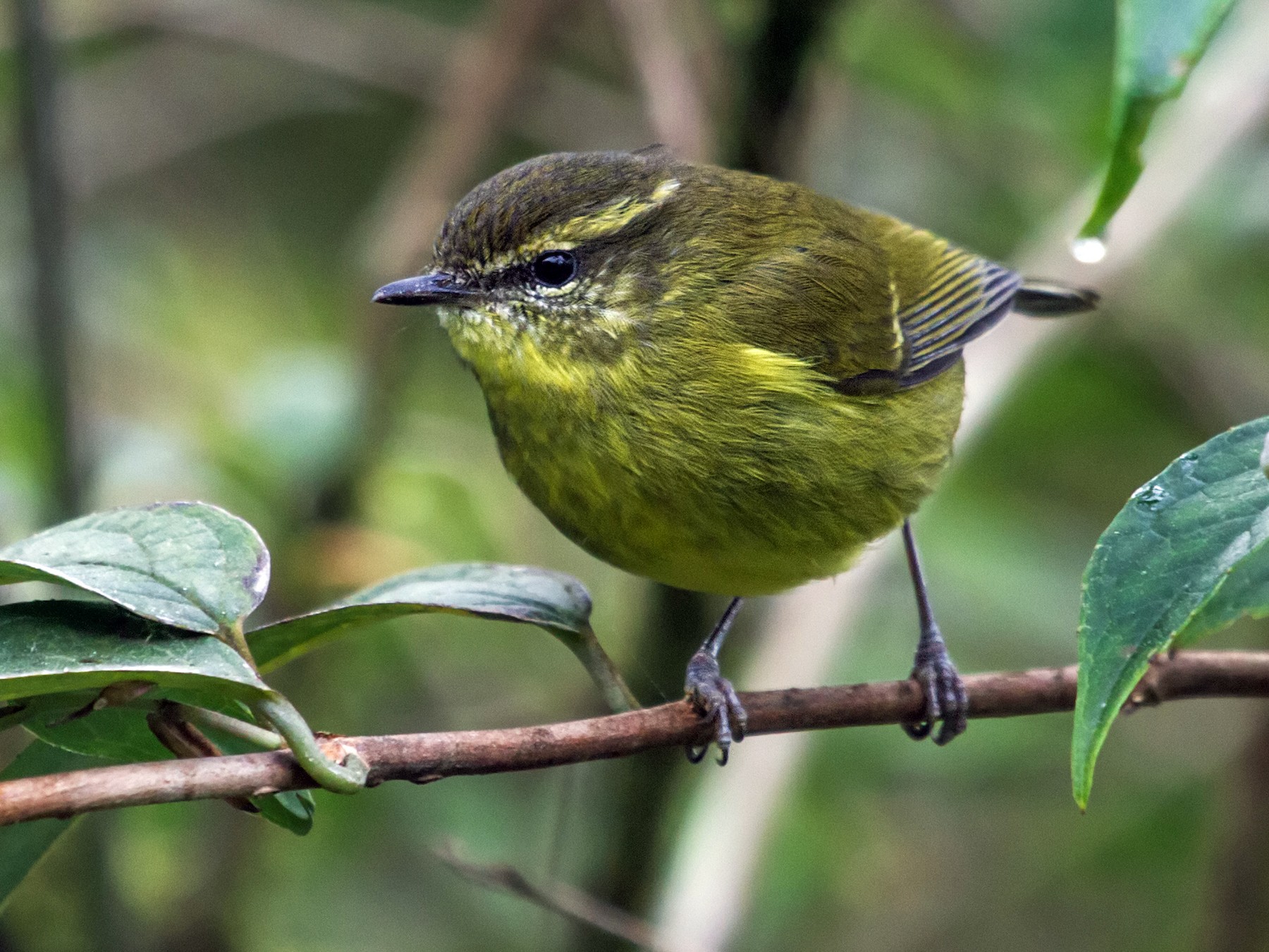 Negros Leaf Warbler - eBird
