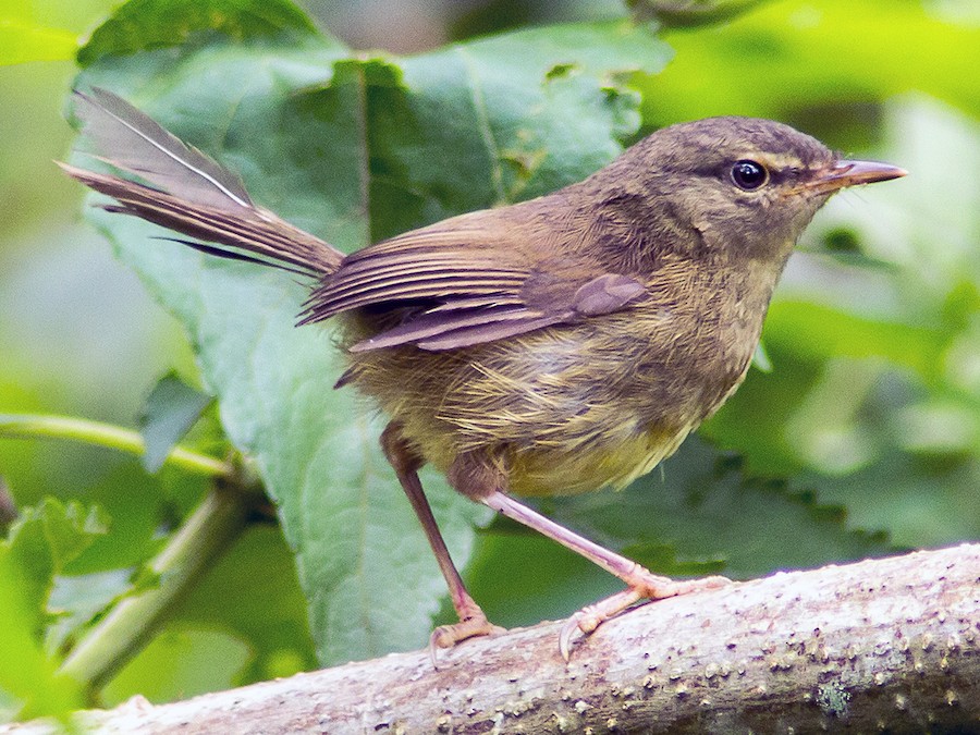 Ceret gunung (Sunda) - eBird