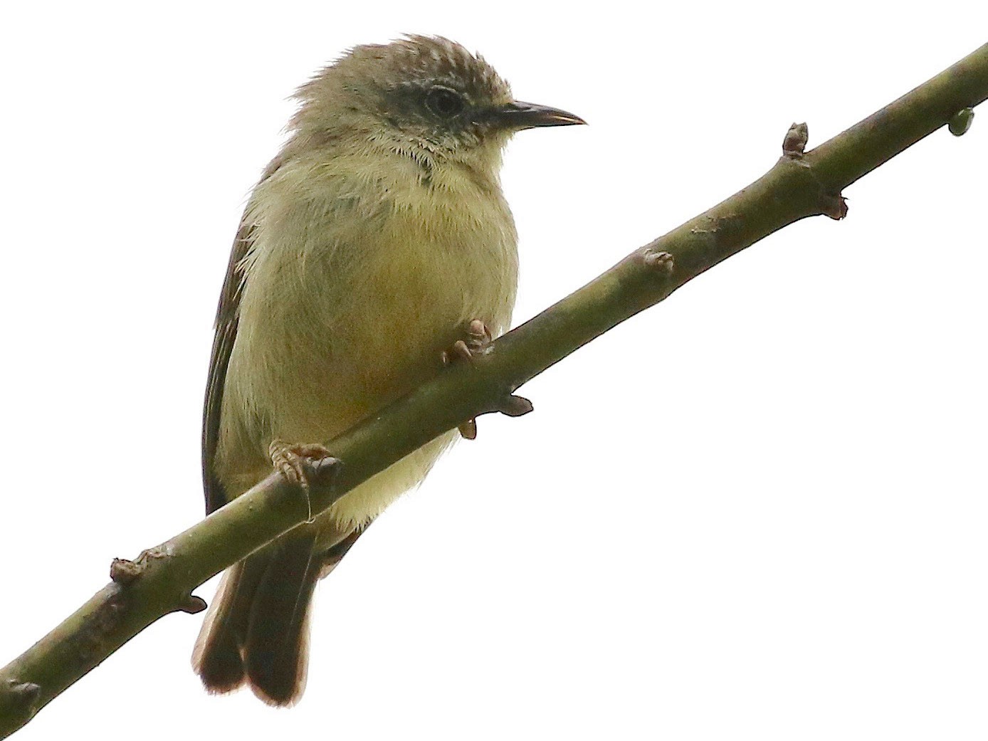 Pygmy White-eye - eBird