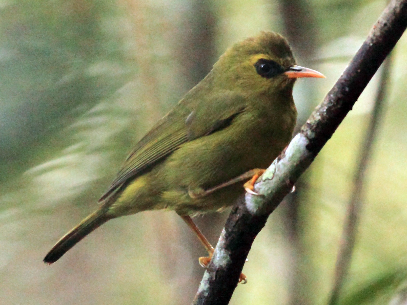 Mountain Black-eye - eBird
