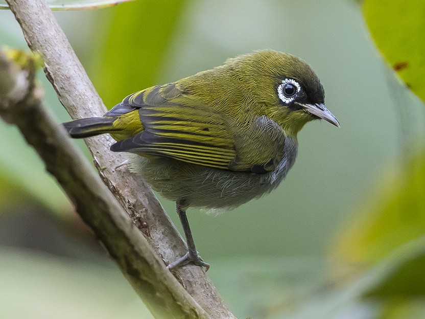 Black-capped White-eye - eBird