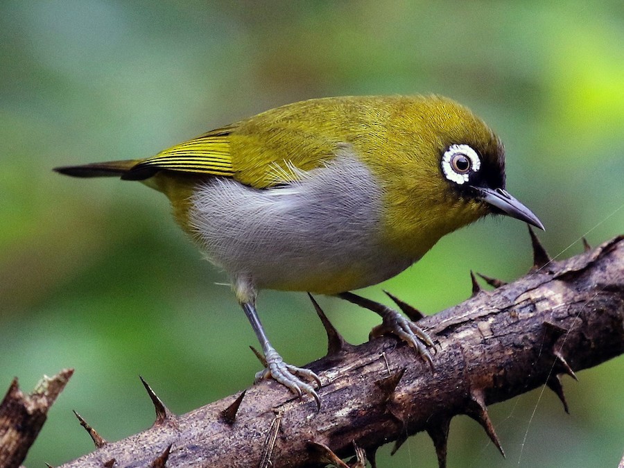 Black-capped White-eye - eBird
