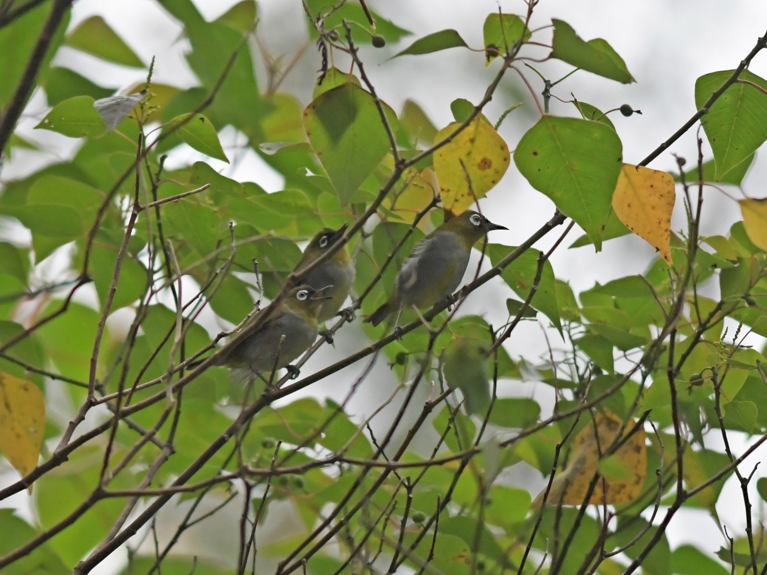 Black-capped White-eye - eBird