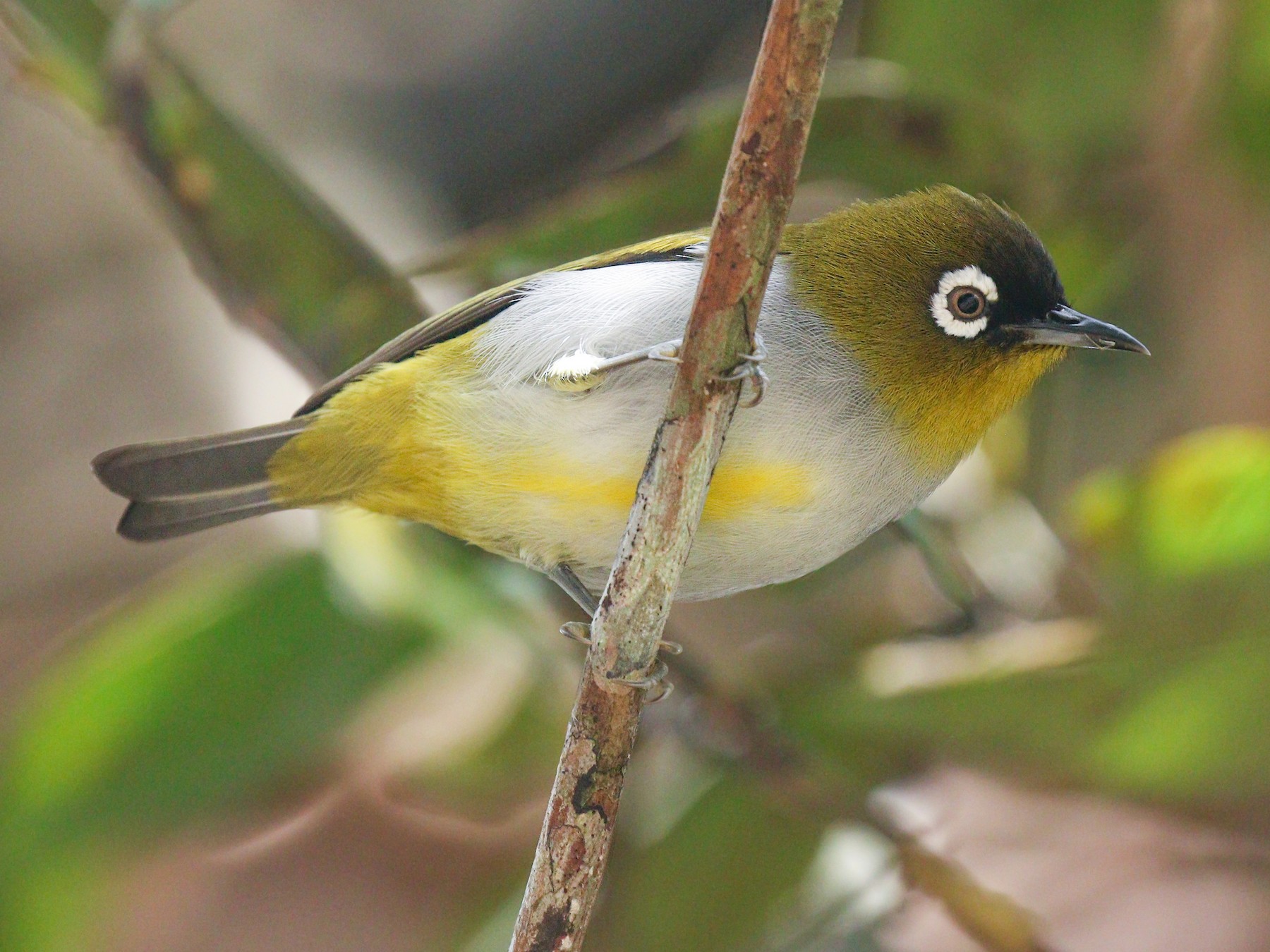 Black-capped White-eye - eBird