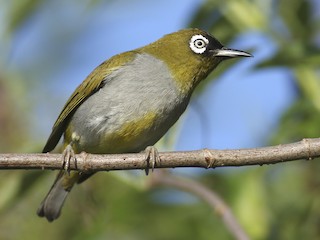 Black-capped White-eye - eBird
