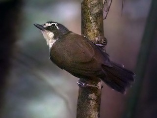 Gray-breasted Babbler - eBird