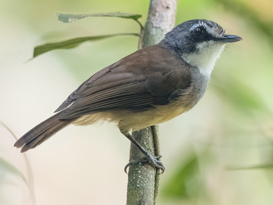 Gray-breasted Babbler - eBird
