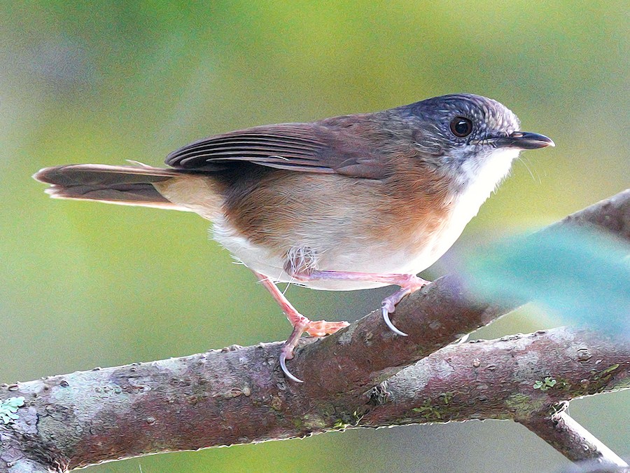 Temminck's Babbler - eBird