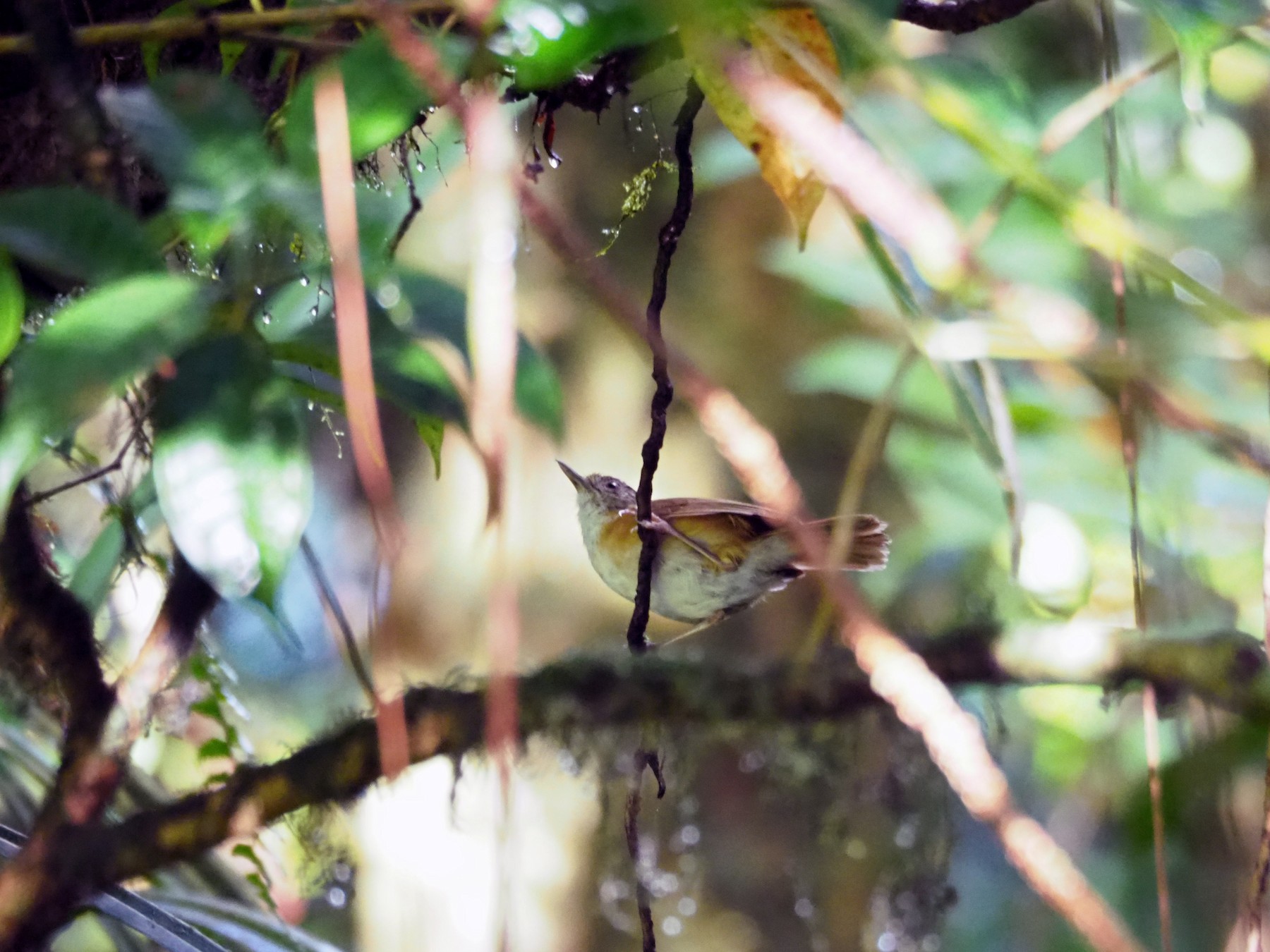 Akalat de Temminck - eBird